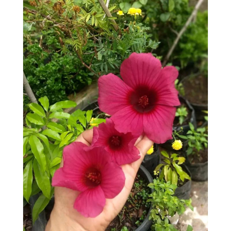 Jual benih atau biji bung kenaf(hibiscus cannabinus) | Shopee Indonesia