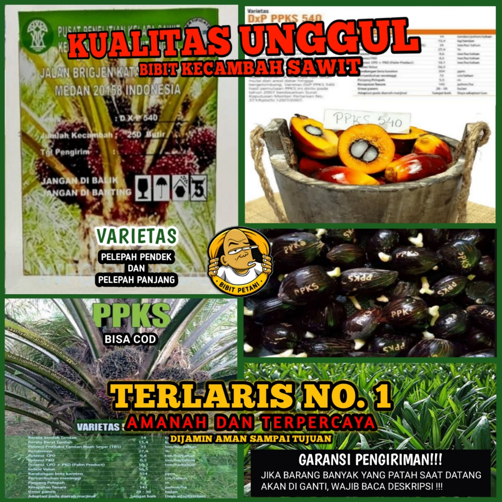 Jual BENIH POLONG KECAMBAH BIBIT SAWIT DXP PPKS 540 UNGGUL ...