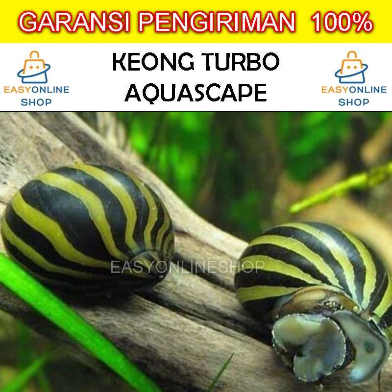Jual Keong Turbo keong pembersih aquarium Aquascape | Shopee Indonesia