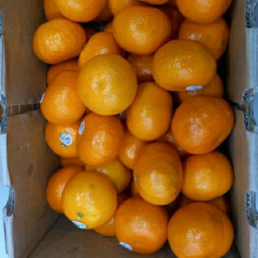 Jual Jeruk Murcot Australia 900-1000gr | Shopee Indonesia