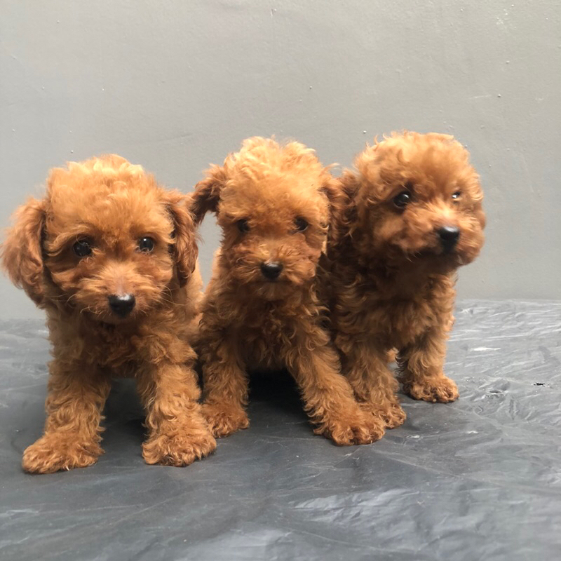 Jual Red Toy Poodle Anakan Anjing Stambum | Shopee Indonesia