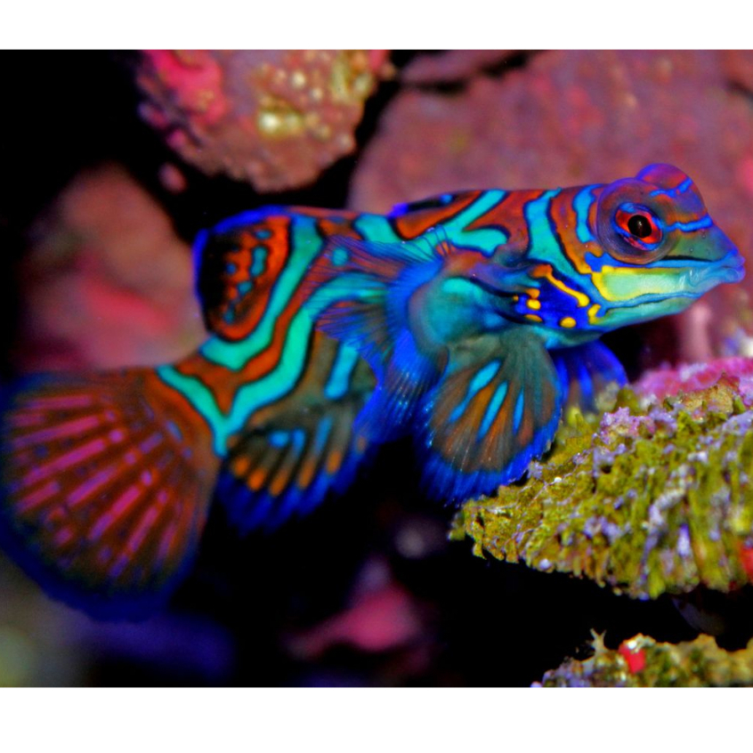 Jual Ikan Mandarin Asli / MandarinFish / Air Laut / Tankmate Nemo ...