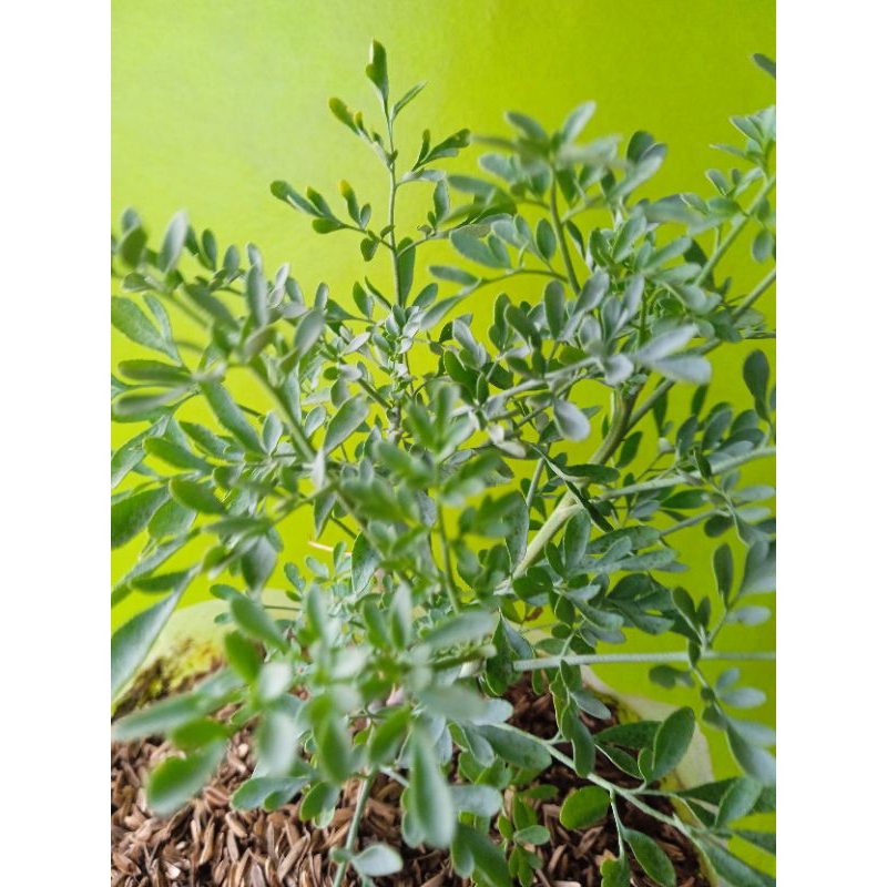 Jual DAUN INGGU / TANAMAN REMPAH PENURUN DEMAM PANAS | Shopee Indonesia