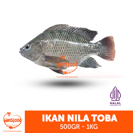Jual Ikan Nila Danau Toba Hidup 500 gr & 1 kg | Shopee Indonesia
