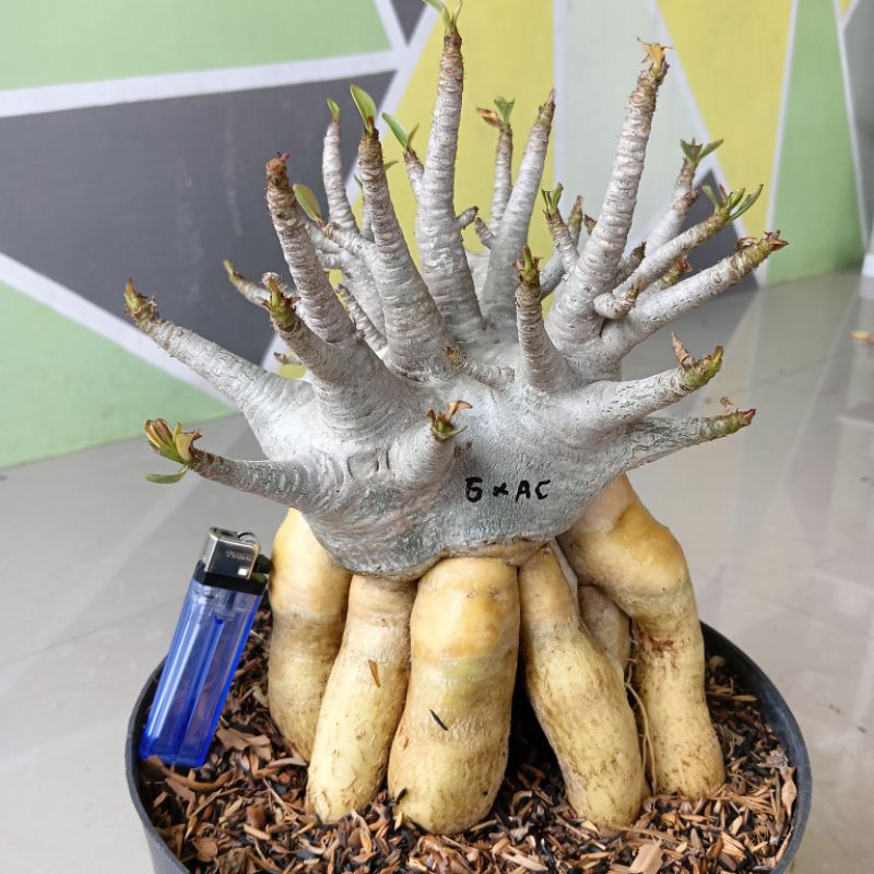 Jual Adenium ID. GODJI × ARACHAMP ( AKAR EMAS ) | Shopee Indonesia