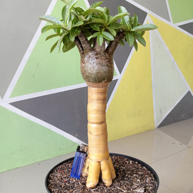 Jual Adenium ID. BLACK Thaisoco ( AKAR EMAS ) | Shopee Indonesia