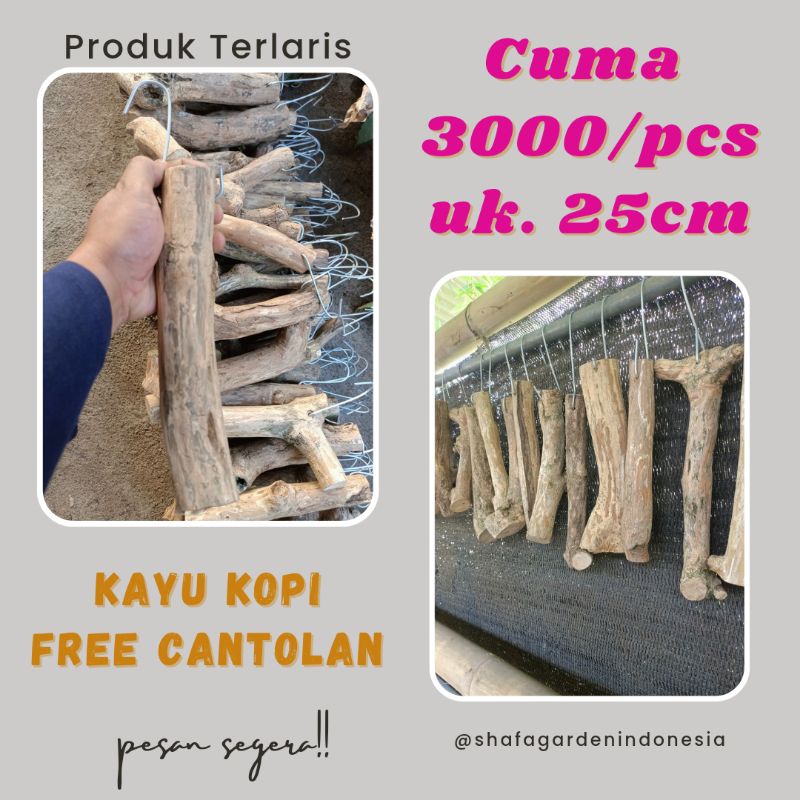 Jual 𝙆𝙖𝙮𝙪 𝙆𝙤𝙥𝙞 𝘾𝙖𝙣𝙩𝙤𝙡𝙖𝙣 𝘼𝙣𝙜𝙜𝙧𝙚𝙠/𝙩𝙝𝙞𝙡𝙖𝙣𝙙𝙨𝙞𝙖 (𝙏𝙀𝙍𝙈𝙐𝙍𝘼𝙃) | Shopee Indonesia