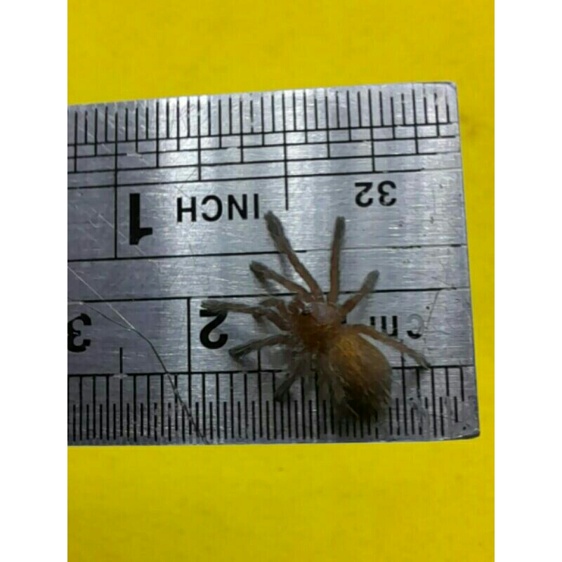 Jual DISPLAY TARANTULA PTERINOCHILUS MURINUS (OBT) BISA BERJALAN ...