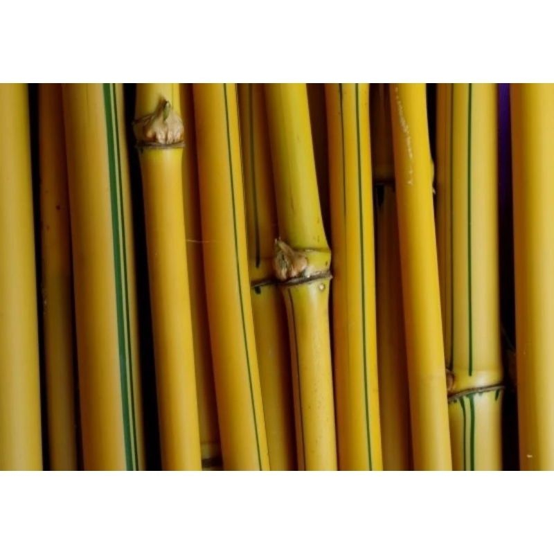 Jual bambu haur kuning asli per 7 batang | Shopee Indonesia