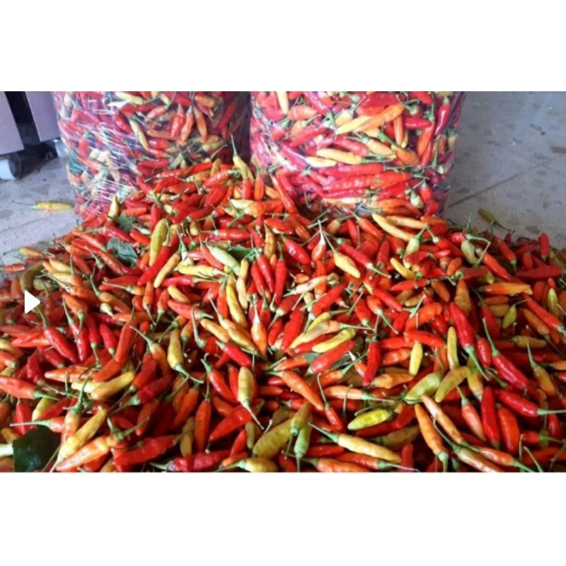 Jual cabe rawet setan 500g | Shopee Indonesia