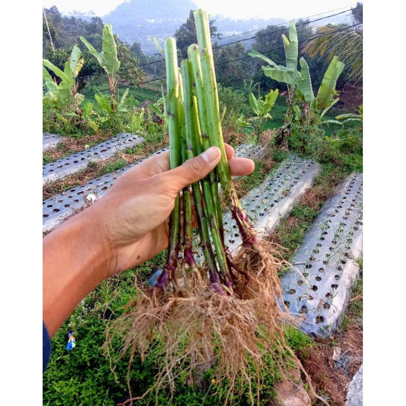 Jual BIBIT STEK SINTRONG/BERAKAR/CABUTAN/MURAH | Shopee Indonesia