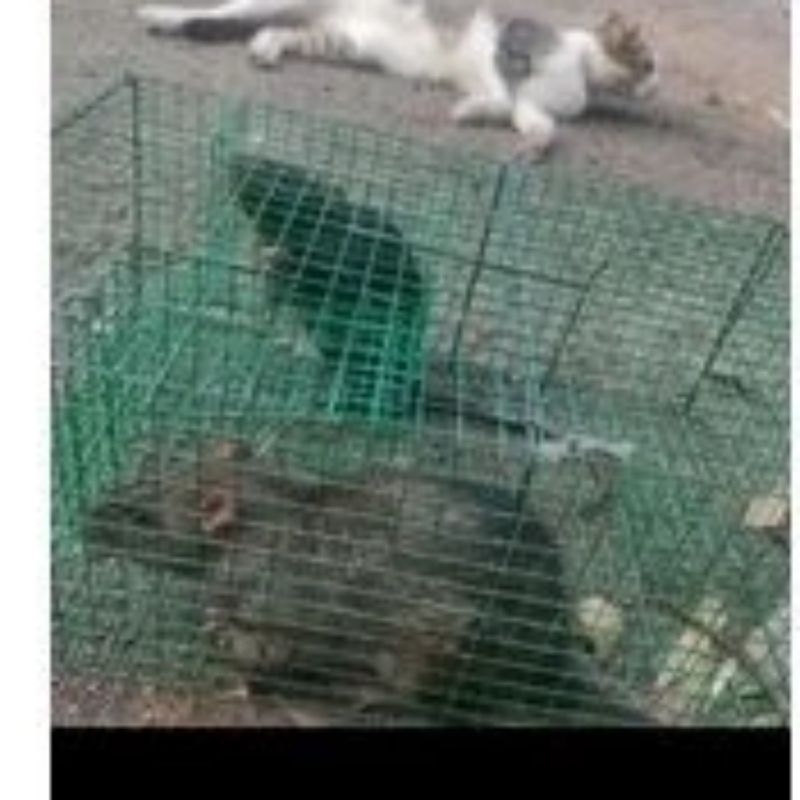 Jual Perangkap Tikus Jaring Besar Massal Tebal | Shopee Indonesia