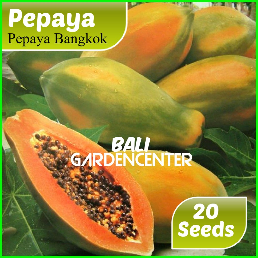 Jual Isi 20 Benih Biji Pepaya - Pepaya Bangkok | Shopee Indonesia