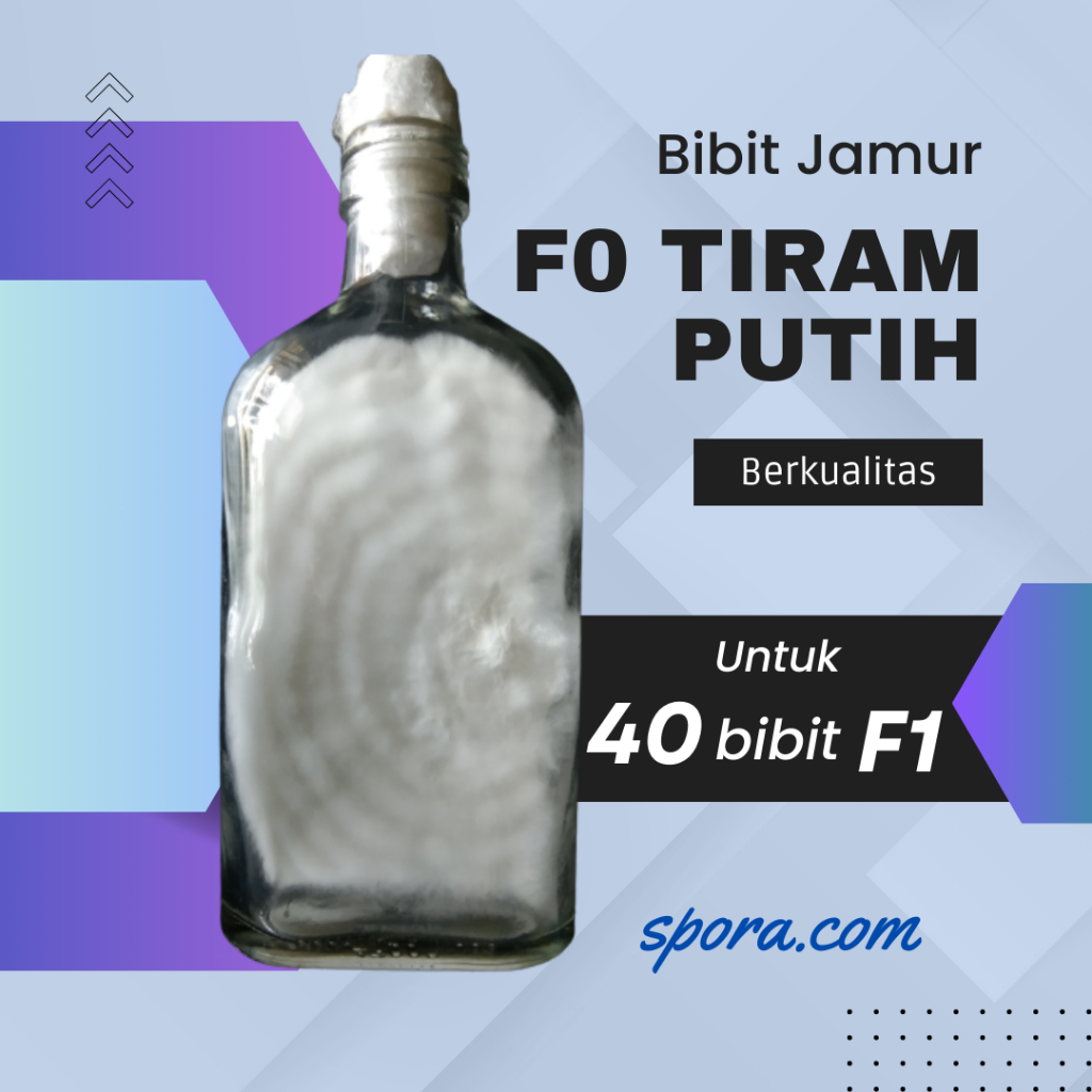 Jual Bibit F0 Jamur Tiram Putih Berkualitas Shopee Indonesia