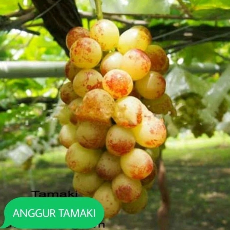 Jual BIBIT TANAMAN ANGGUR TAMAKI (VALID) | Shopee Indonesia Jual BIBIT TANAMAN ANGGUR TAMAKI (VALID) | Shopee Indonesia