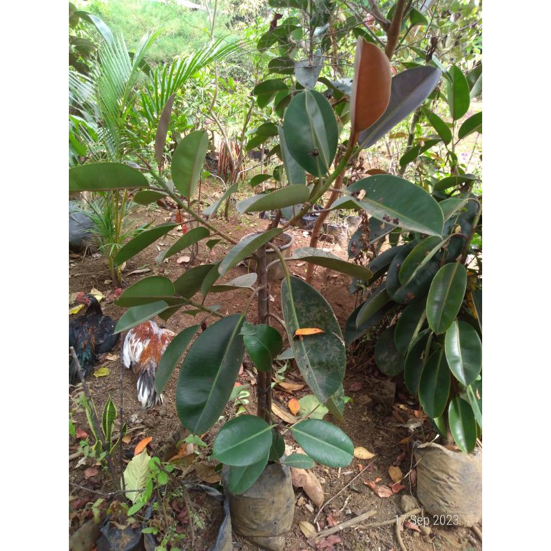 Jual karetkebo/ficuselastica/karet kebo cabang/karet kebo cabang banyak | Shopee Indonesia