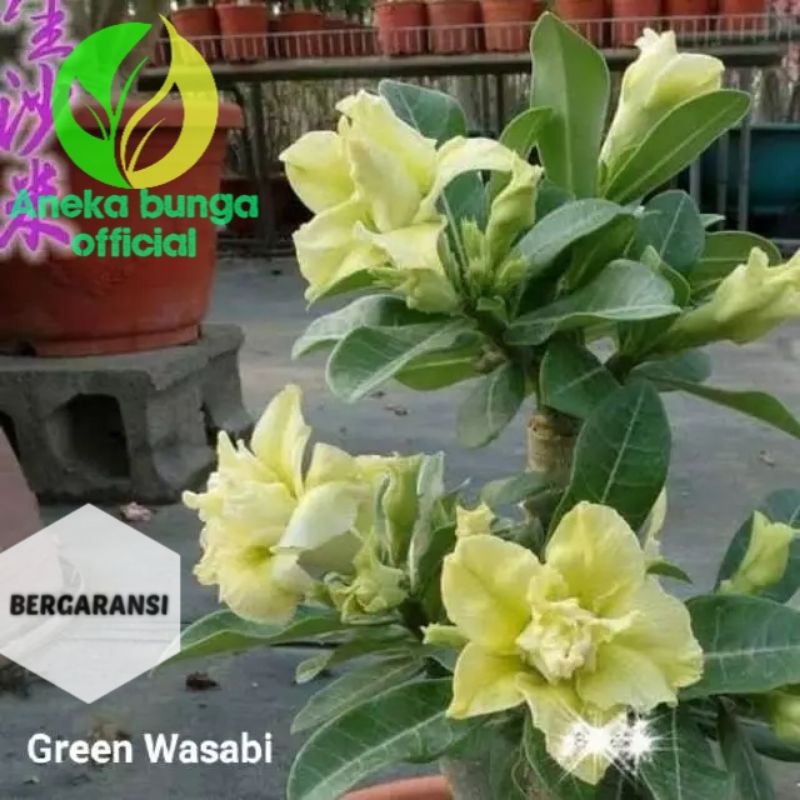 Jual Tanaman hias bunga adenium tumpuk green wasabi / bunga Kamboja ...