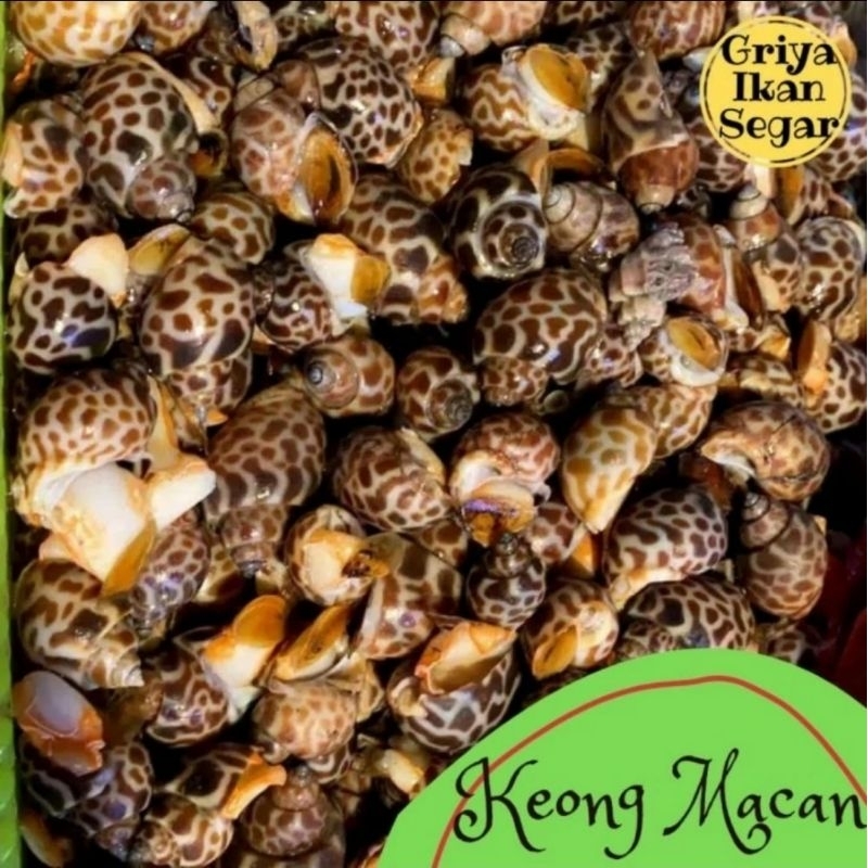 Jual KEONG MACAN 1kg | Shopee Indonesia