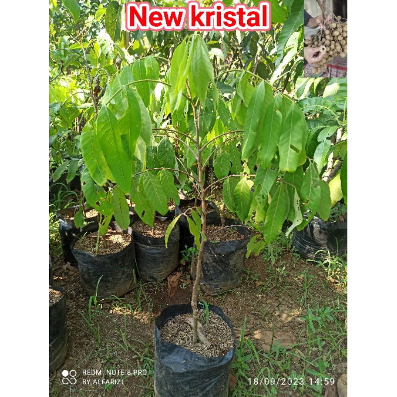 Jual bibit kelengkeng new kristal/kateki rimbun | Shopee Indonesia