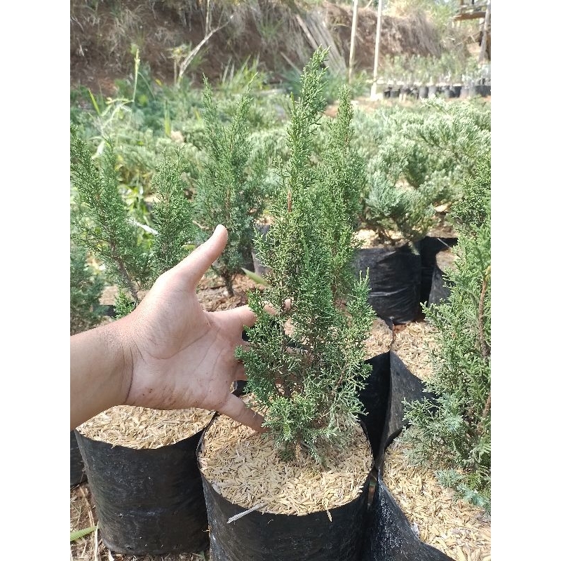 Jual bibit cemara sargenti jarum 30 cm | Shopee Indonesia