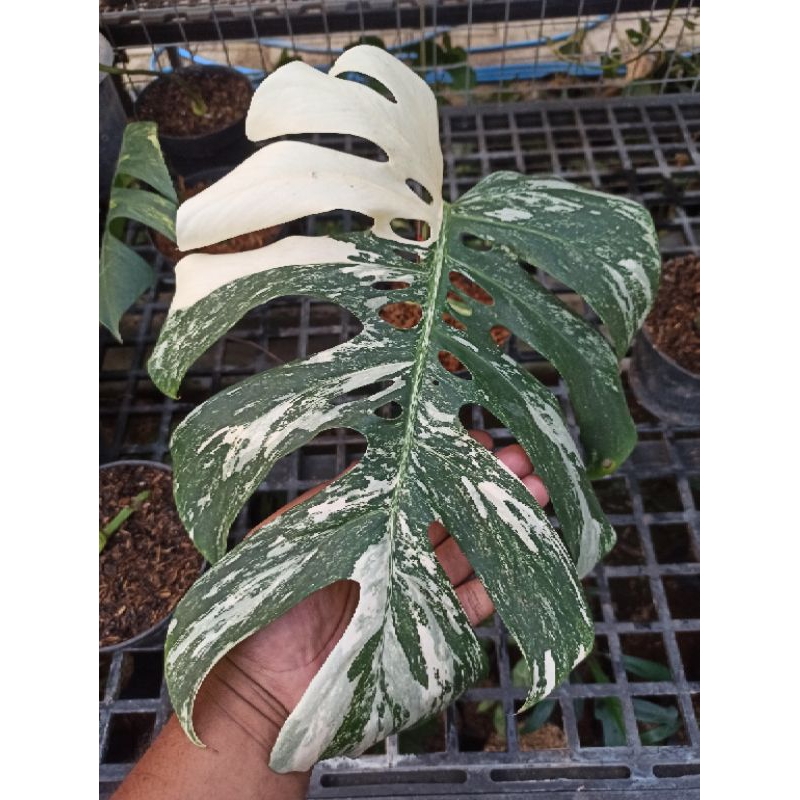Jual Monstera Variegata / Monstera Marble | Shopee Indonesia