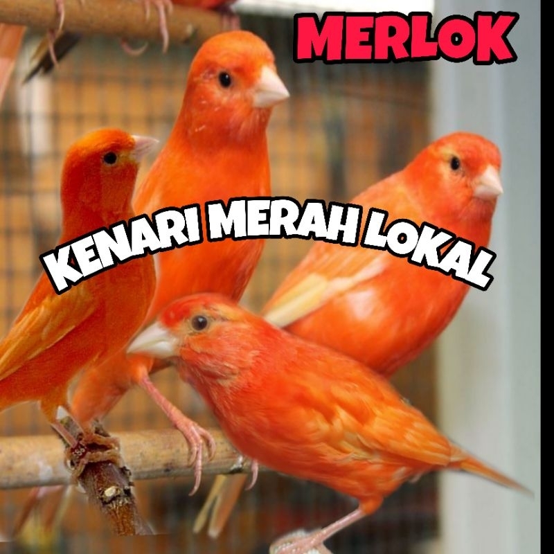 Jual Kenari Merlok Mutasi Merah Lokal) | Shopee Indonesia
