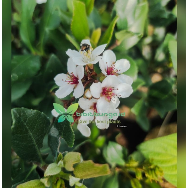 Jual Tanaman Semak Alba Indian hawthorn Mudah berbunga | Shopee Indonesia