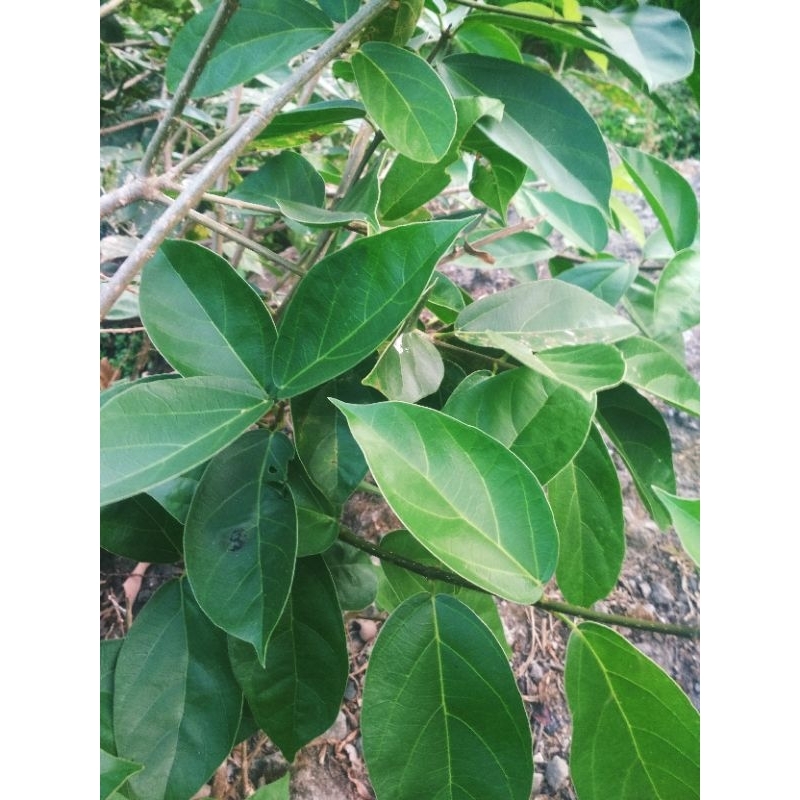 Jual 50 lembar daun cincau perdu/daun cincau segar | Shopee Indonesia