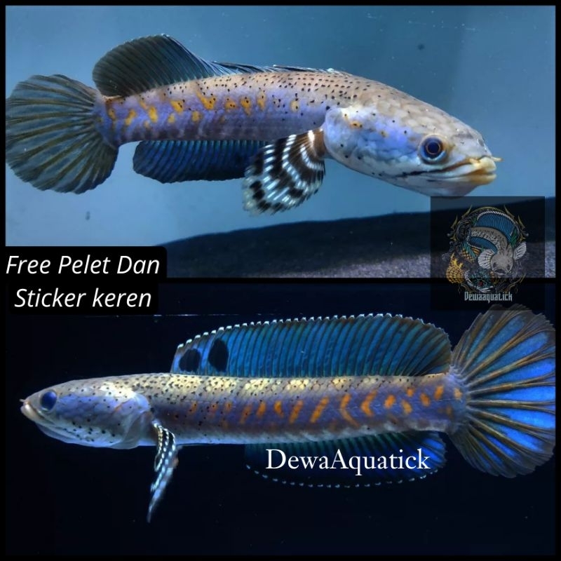 Jual Full Bonus Pelet dan Sticker Blue Pulchra Jumbo 15 16 17 18 19 20 ...