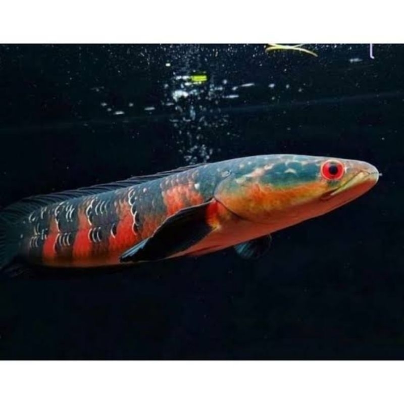 Jual ANPRAQUATIC - CHANNA MARU RED BARITO JUMBO FULL BUNGA CHANA ...