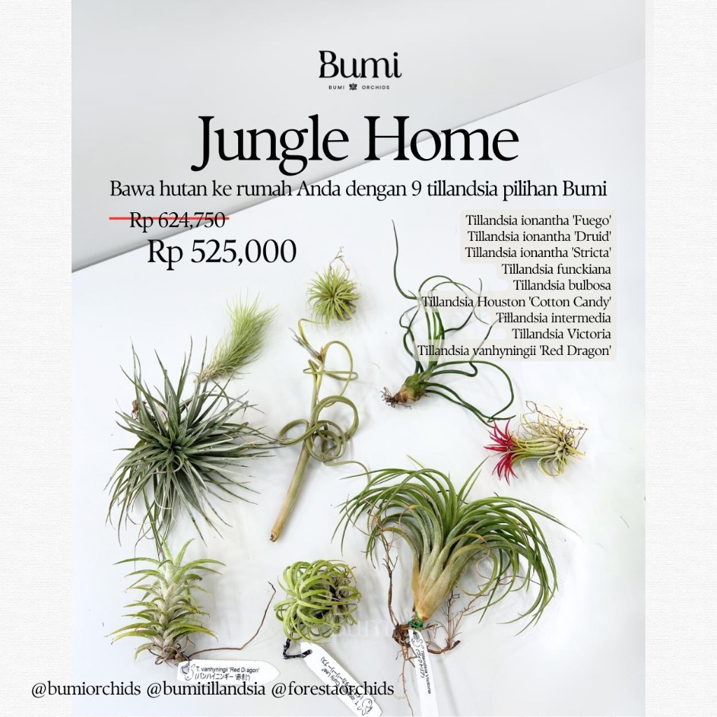 Jual Paket Tillandsia Jungle Home - Bumi Air Plants Package Gift Box ...