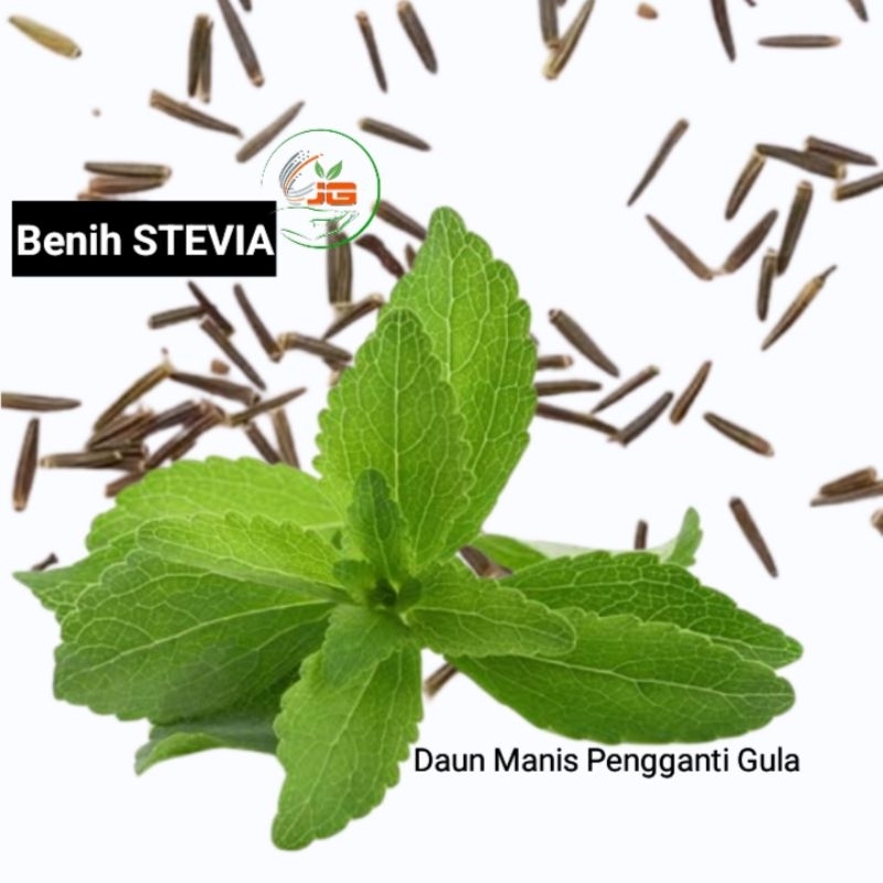 Jual Benih STEVIA HERBAL isi 20 biji | Shopee Indonesia