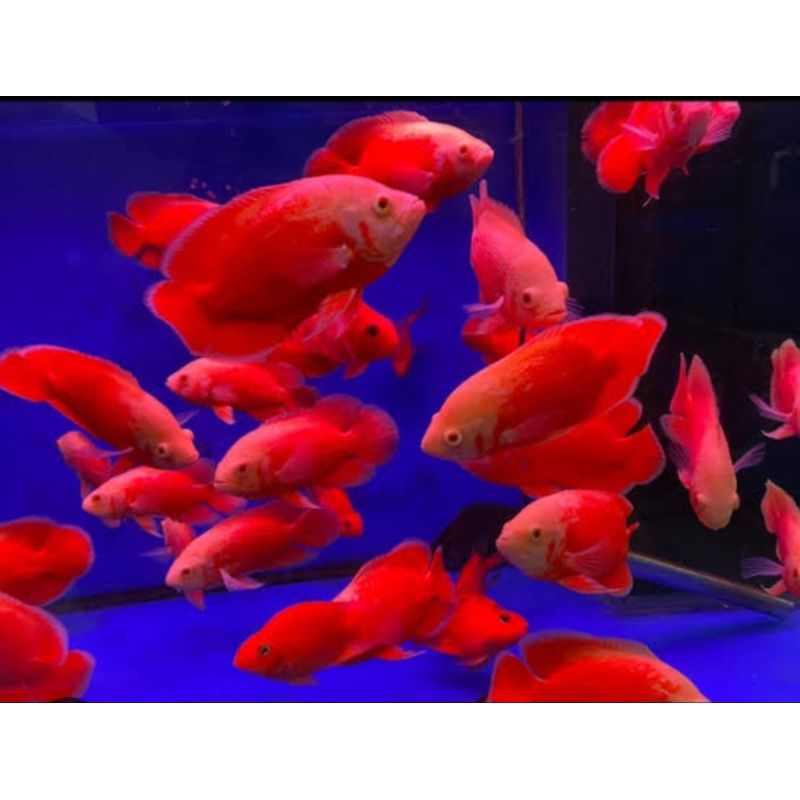 Jual essen oscar red chilli 8-10cm grade a | Shopee Indonesia