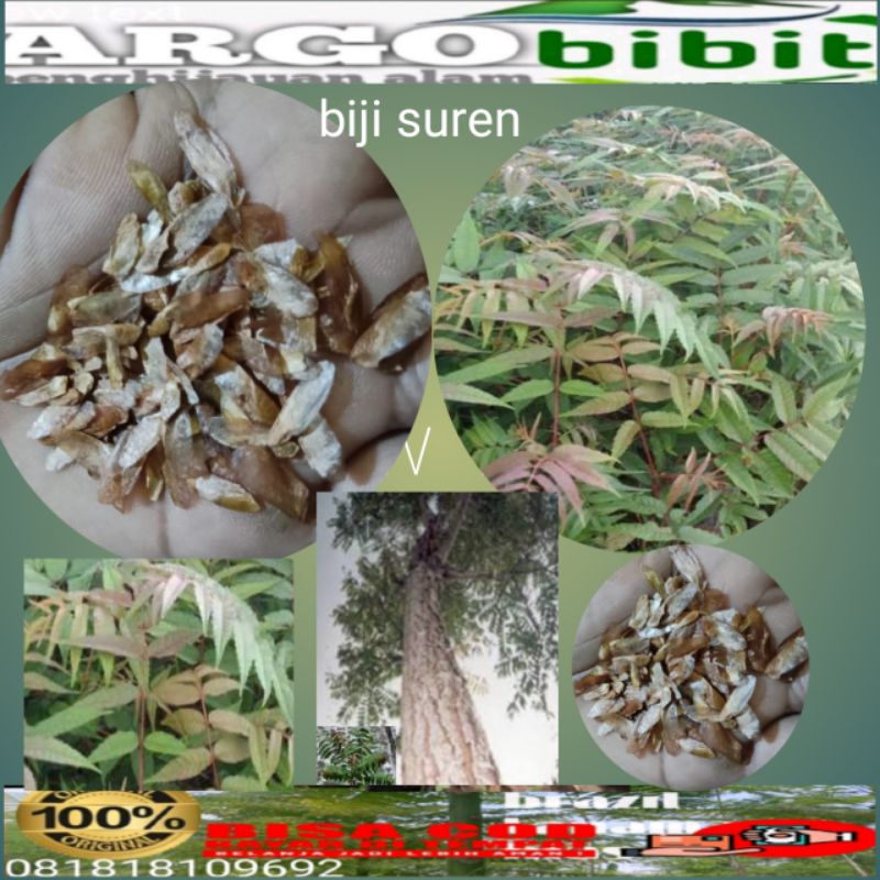 Jual biji kayu suren 100%asli original isi 500 biji | Shopee Indonesia