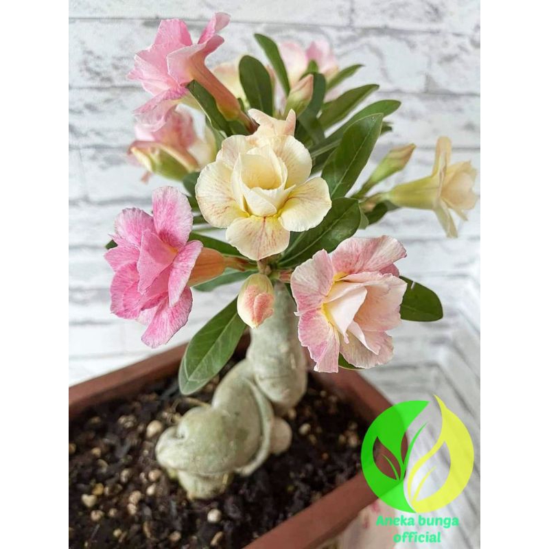 Jual Tanaman hias bunga adenium tumpuk sweety pink / bunga Kamboja ...