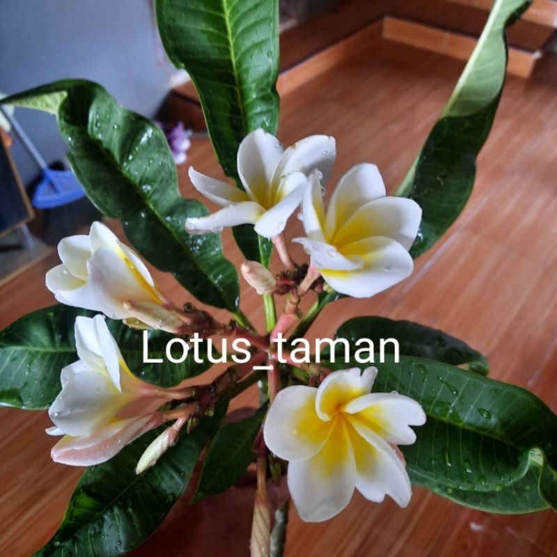Jual Stek cutting kamboja bali plumeria jepun bunga putih | Shopee ...
