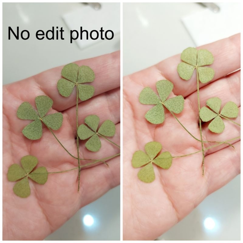 Jual Pressed Clover Leaf - Oshibana - Dried Leaf - Daun Kering - Bunga ...