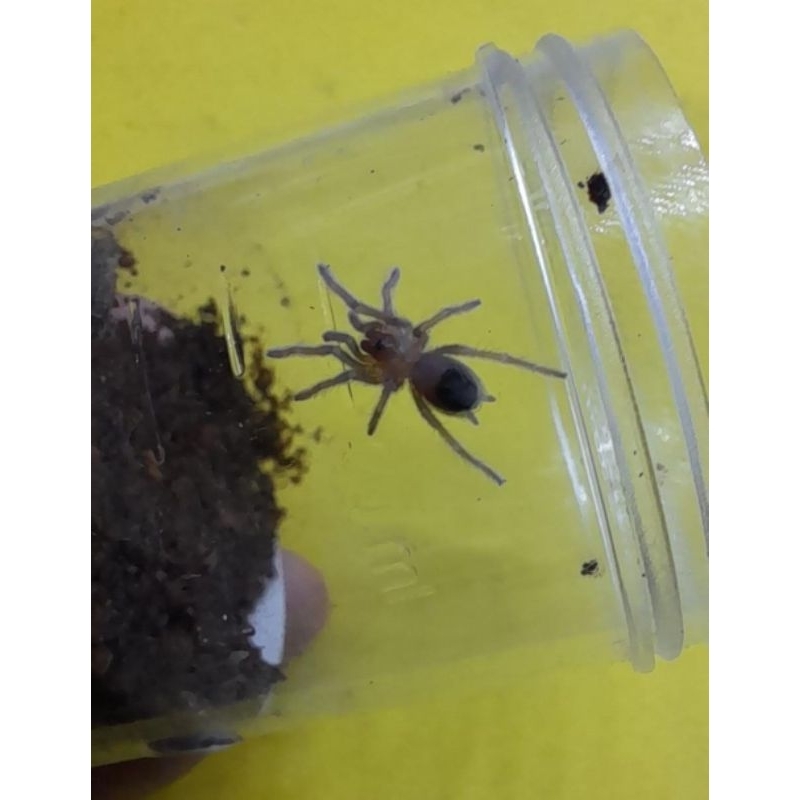 Jual DISPLAY TARANTULA BRACHYPELMA EMILIA SUNGUHAN BISA BERJALAN ...