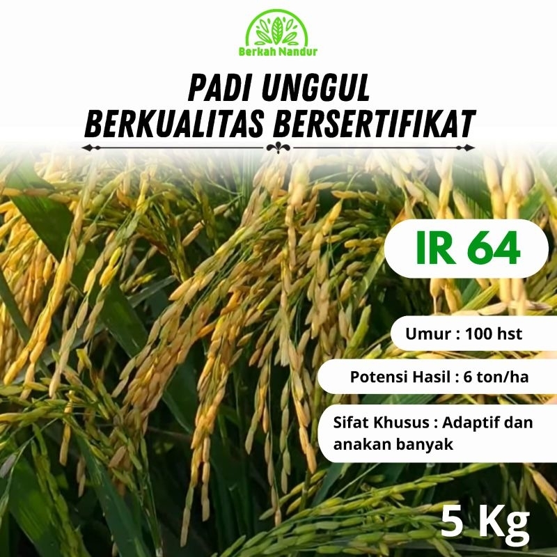 Jual Benih Padi Ir64 / Ir 64 | Shopee Indonesia