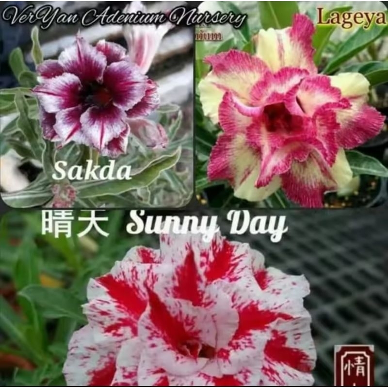 Jual tanaman hias bunga adenium paket 3 - adenium bunga tumpuk | Shopee ...
