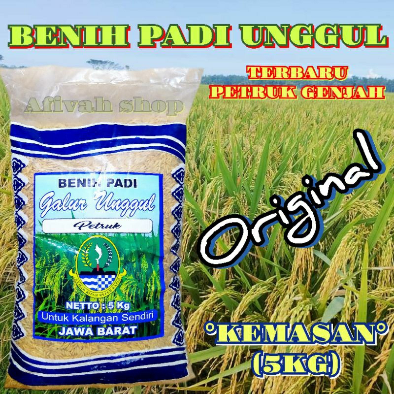 Jual Bibit Benih Padi UNGGUL TERBARU GENJAH PETRUK KEMASAN 5KG ORIGINAL | Shopee Indonesia