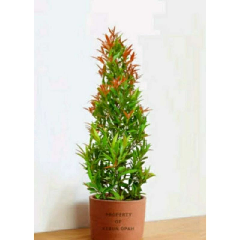 Jual Tanaman hias hidup pucuk merah tinggi 100 cm sudah berikut pot dan ...