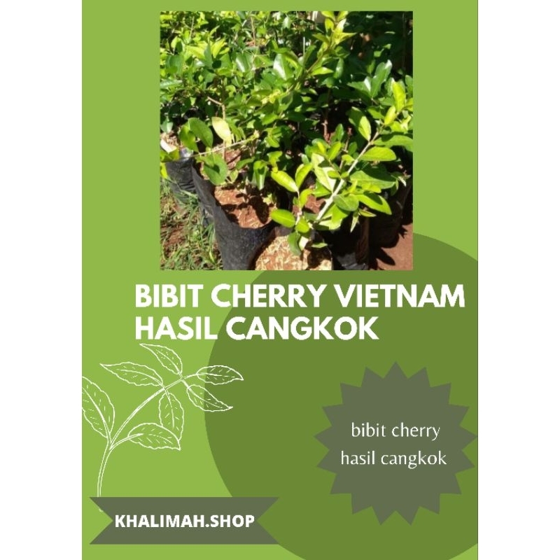 Jual Bibit Cherry Vietnam Hasil Cangkok | Shopee Indonesia