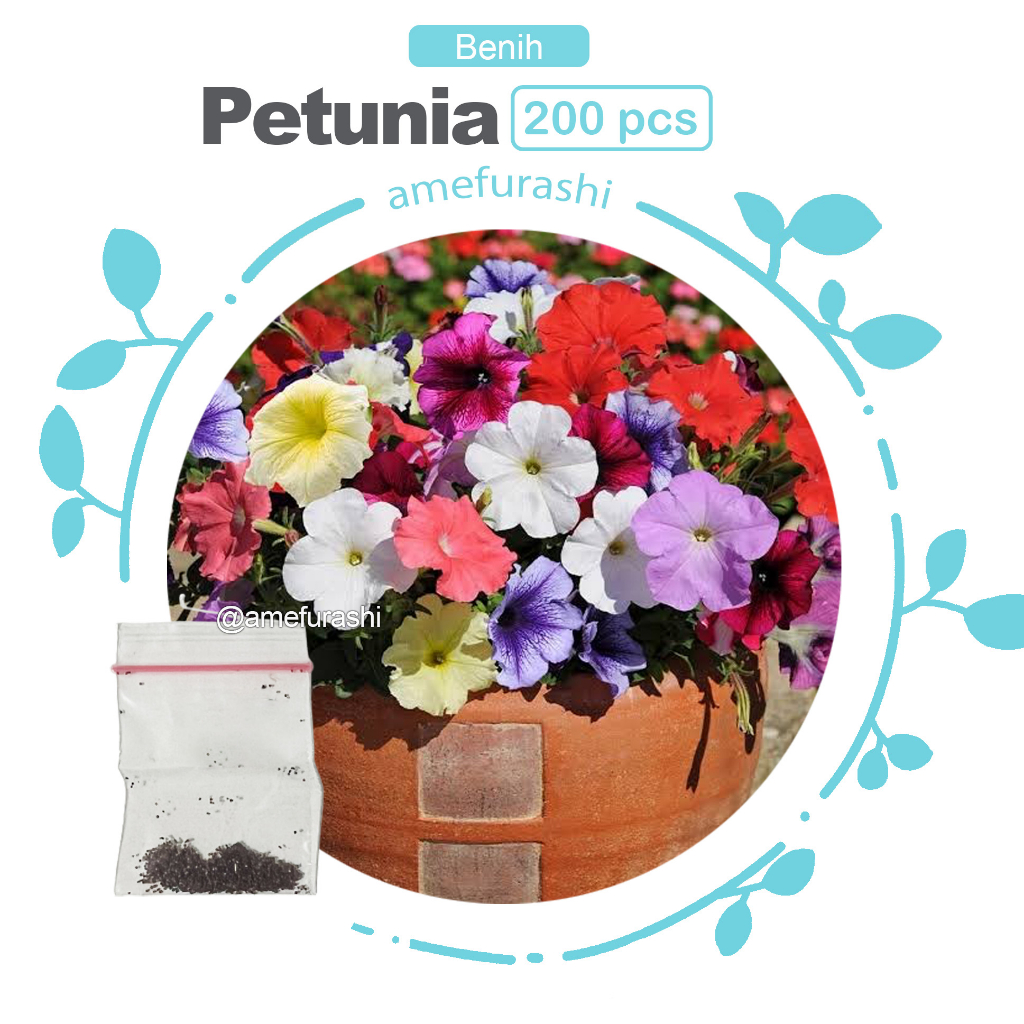 Jual Amefurashi 10 Benih Biji Bibit Bunga Peony Mix Paeonia Lactiflora ...