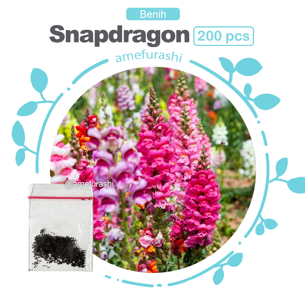 Jual Amefurashi 10 Benih Biji Bibit Bunga Peony Mix Paeonia Lactiflora ...