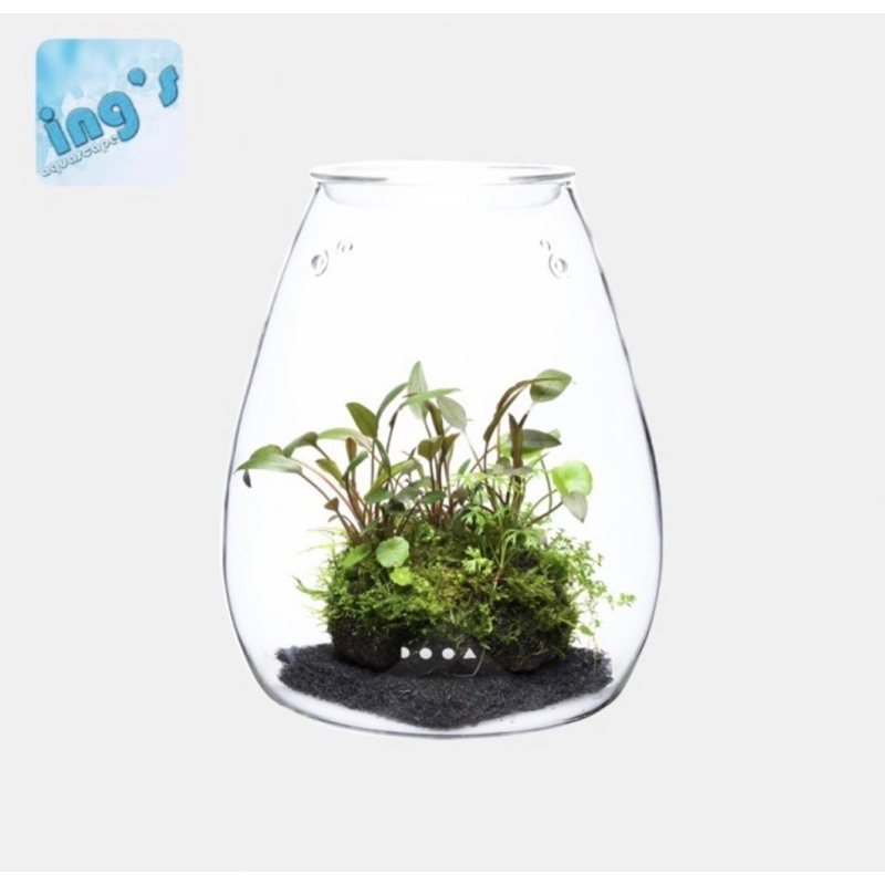 Jual ADA DOOA Glass Pot Shizuku Paludarium Mini Tank | Shopee Indonesia