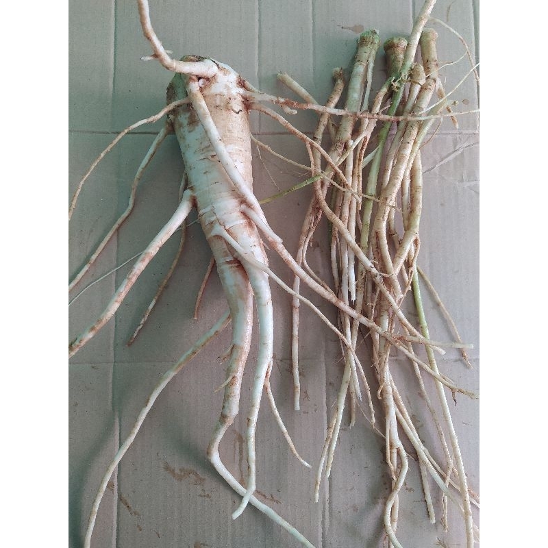 Jual akar pepaya jantan/ pepaya gandul paket bersih 1 kg | Shopee Indonesia