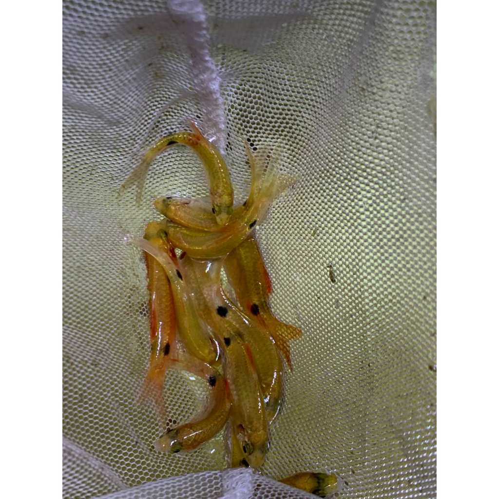 Jual IKAN BARBIR (ROSY BARB) | Shopee Indonesia