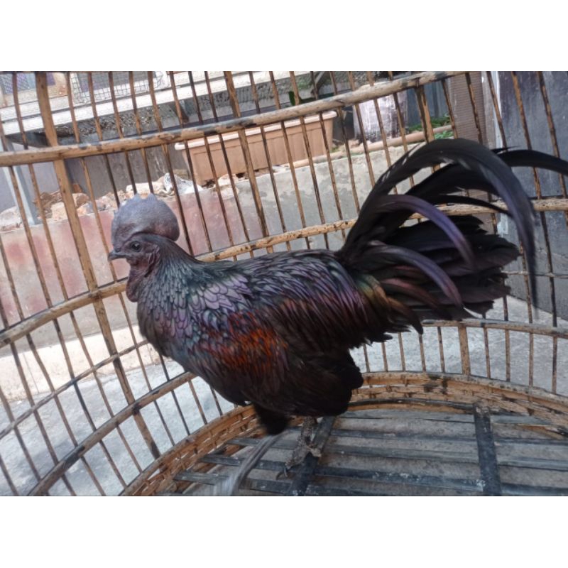 Jual Ayam Bekisar Cemani Bekicem Super | Shopee Indonesia