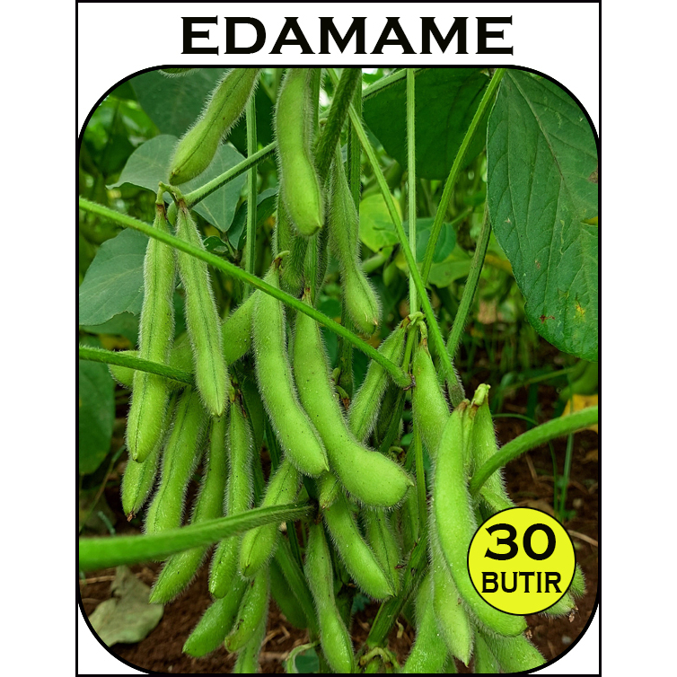 Jual Benih Edamame isi 30 butir | Shopee Indonesia